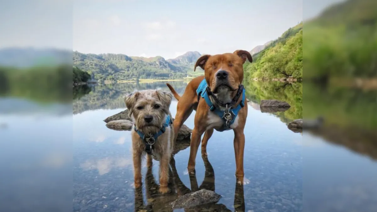 Blind Dog Nobody Wanted Gets A Home And His Best Buddy Becomes His Guide