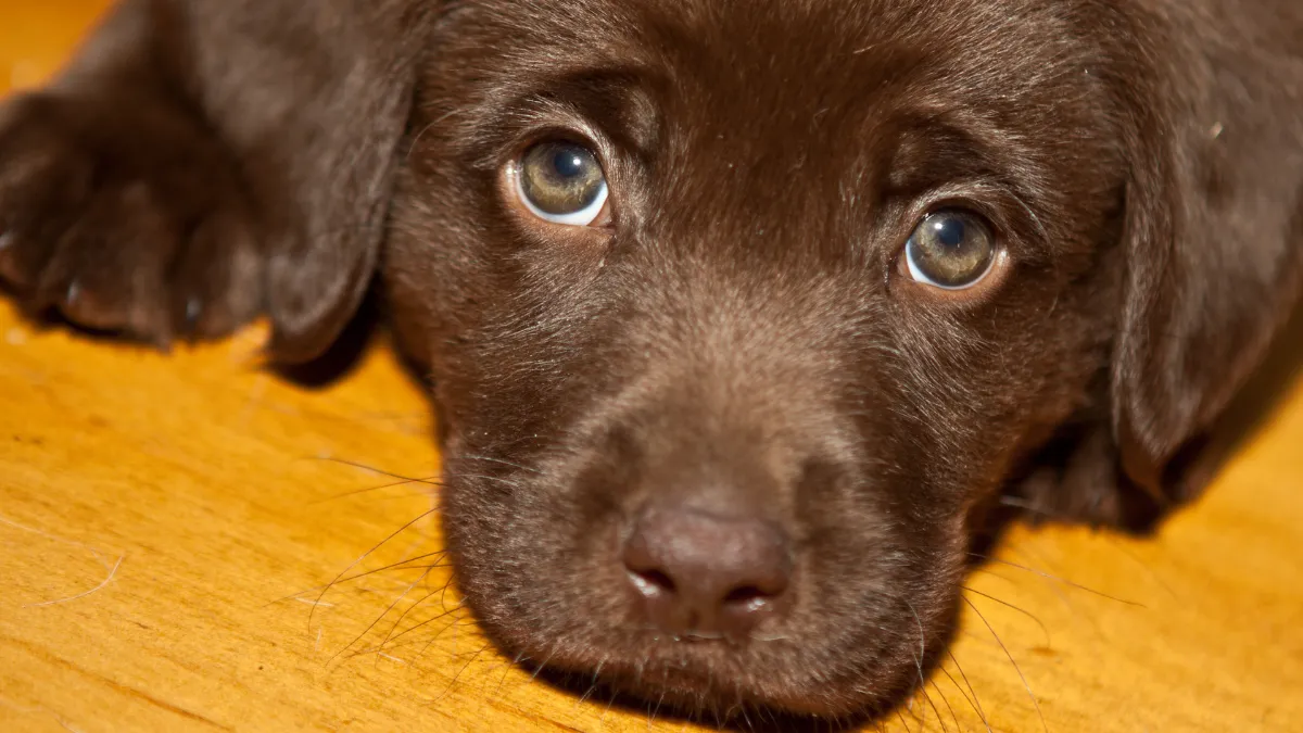 Brown Labrador puppy observes fish and steals everyone's hearts