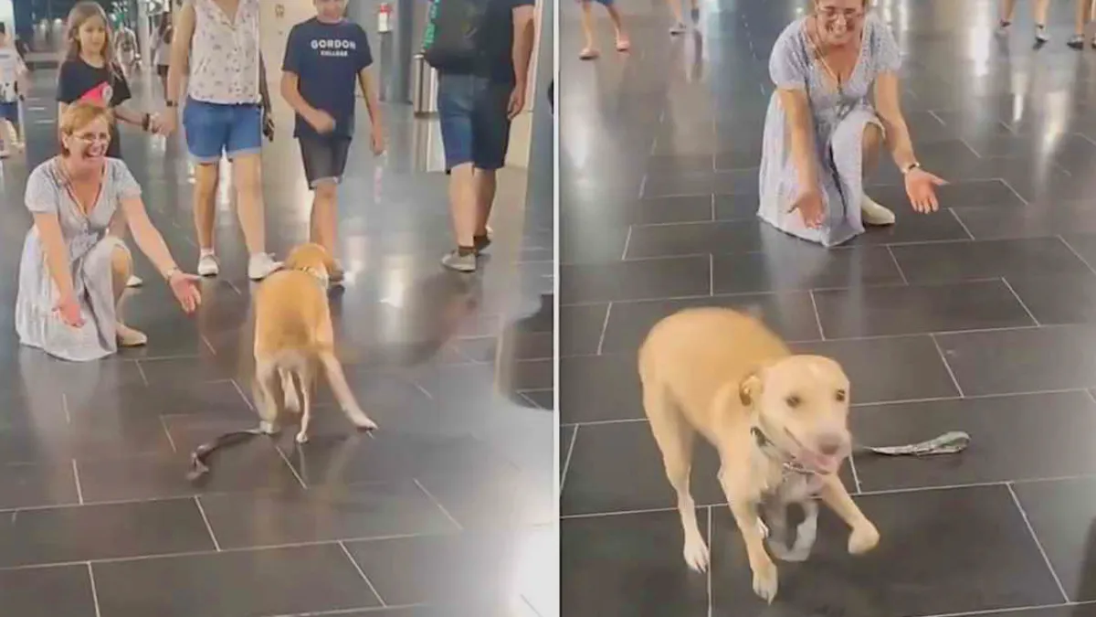 Dog Couldn't Stop Dancing When He Saw Grandma And It Was A Moment Of ...