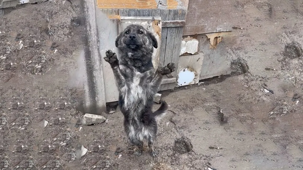 Dog Tied To A Short Chain Refuses To Let Go Of Rescuer's Hand