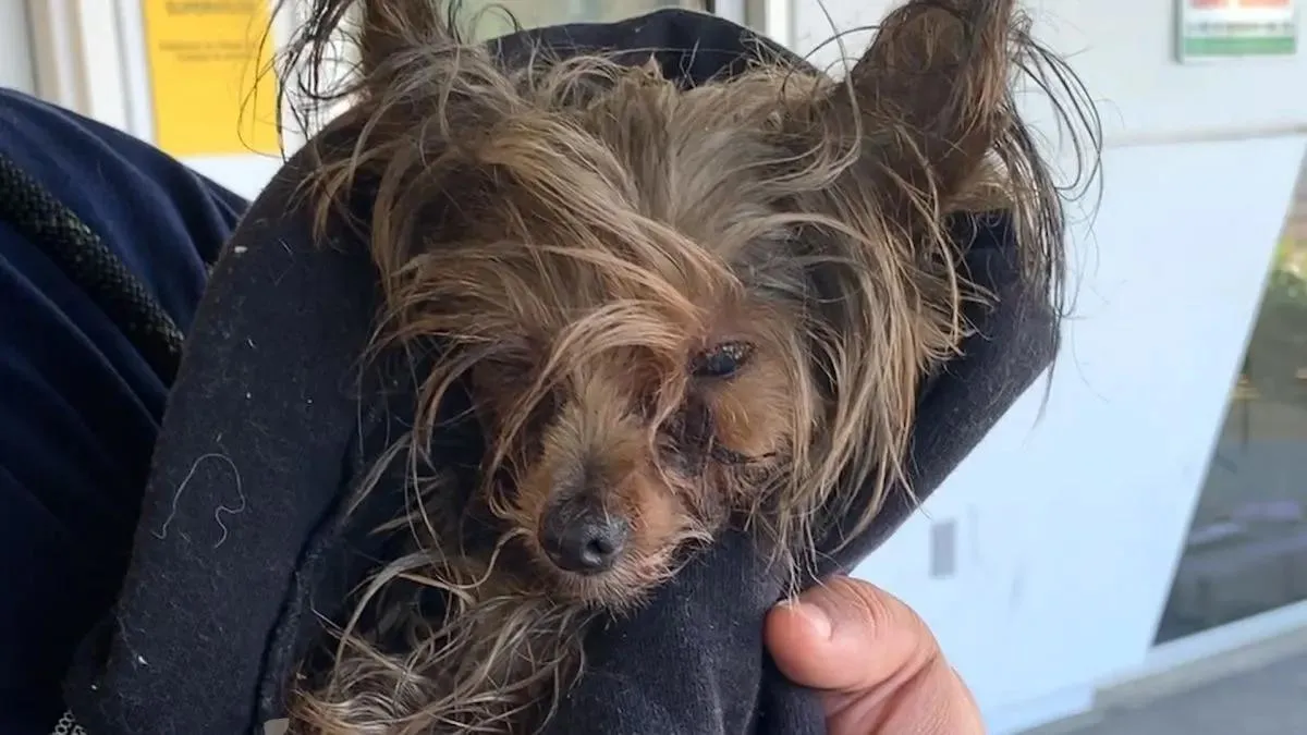 Severely Neglected Yorkie Had No Idea What A Bed Was