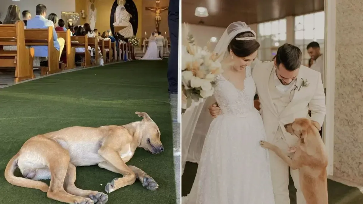 Injured Stray Dog Crashes Wedding Ceremony And Is Adopted By Newlyweds