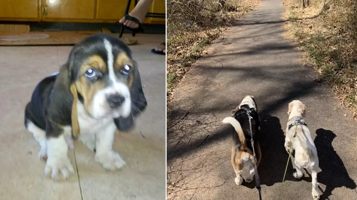 Heartwarming Reunion Of Senior Dog Errol With Friend Romeo