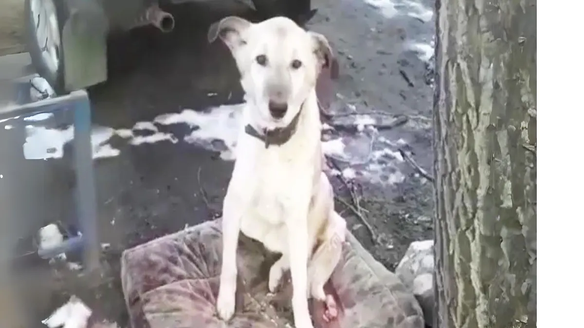 Dog Abandoned By His Owner Refuses To Leave The Place Where He Last Saw Him