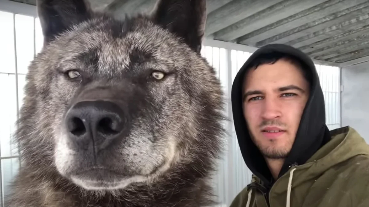 Man lives with world's largest wolf and plays with it like it's a puppy