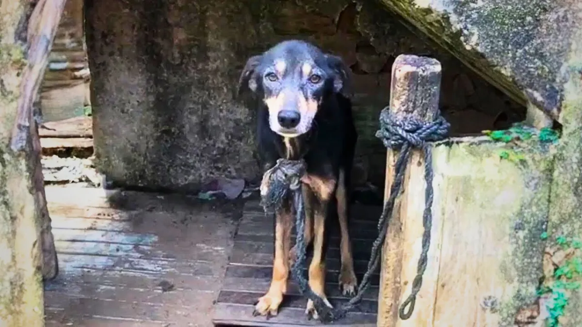 Poor Dog Tied To Short Rope For 7 Years Is Finally Saved
