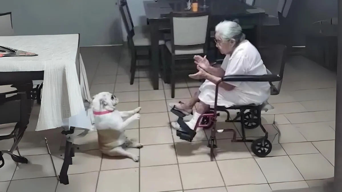 Dog Dances To Grandma's Song And Leaves Us Amazed