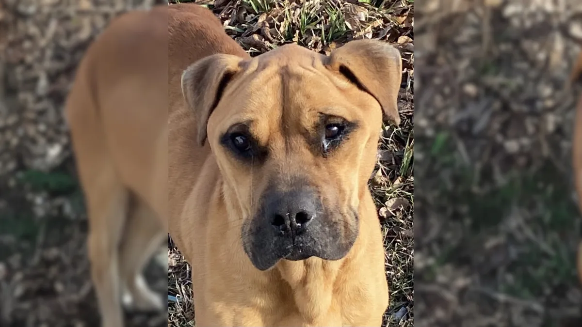 Sad Dog Abandoned By His Family Meets Rescuer With Tears In His Eyes