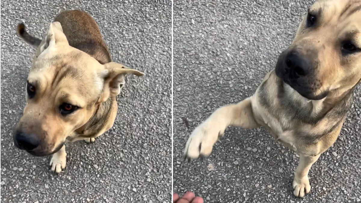 Stray Dog Waits Outside An Animal Shelter And Sticks His Paw Out For Help