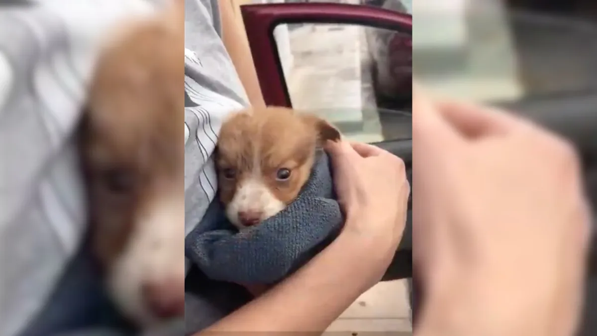 Sweet Puppy Dumped Near Busy Road Gets A New Chance When He Meets His ...