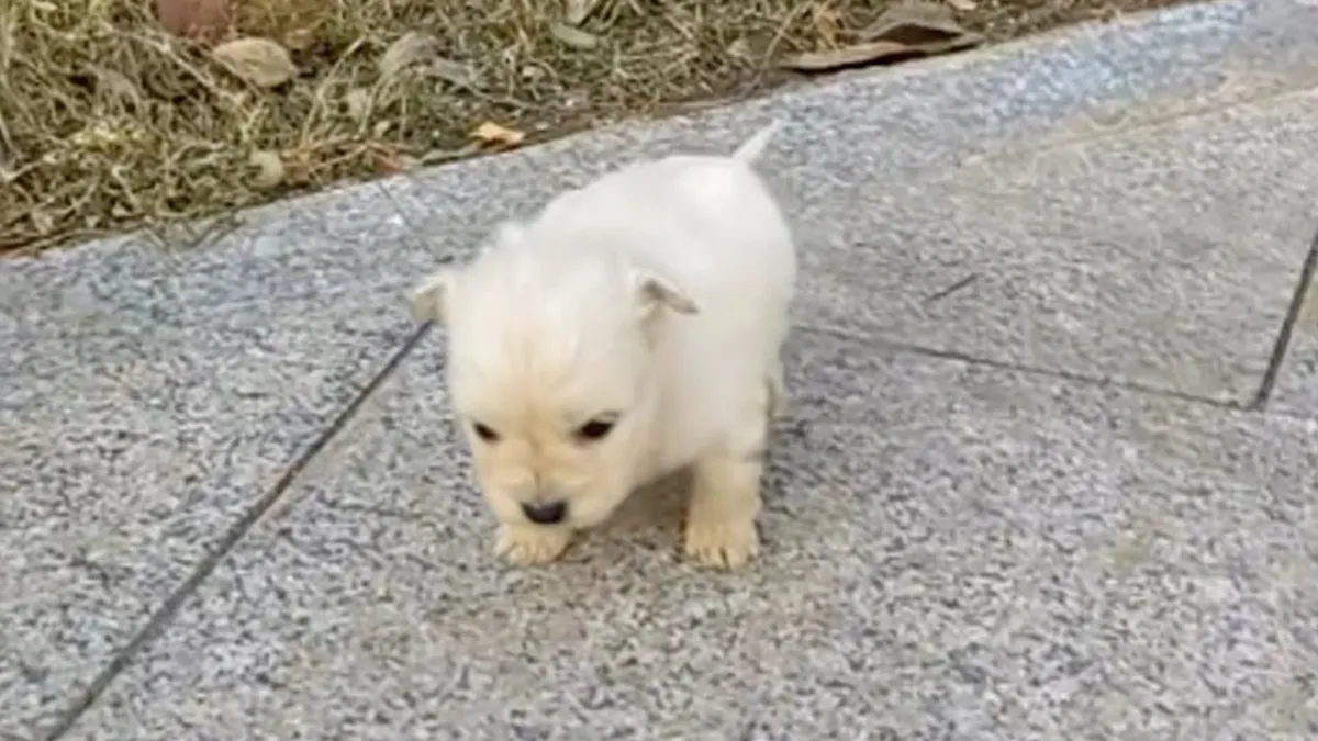 Three-week-old Puppy Shivering With Cold Crawls On Sidewalk And Asks ...