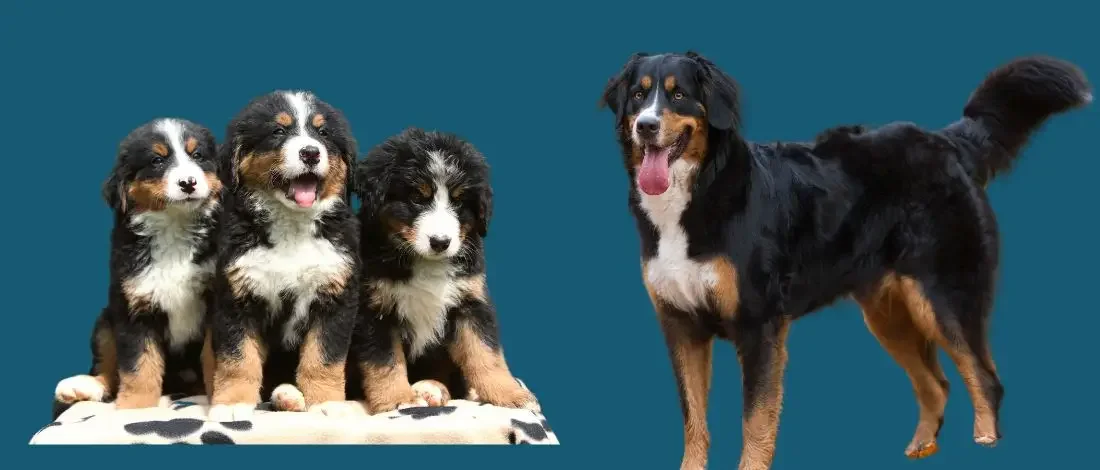 Bernese Mountain Dog Care, Character, Breed Characteristics and Diet ...