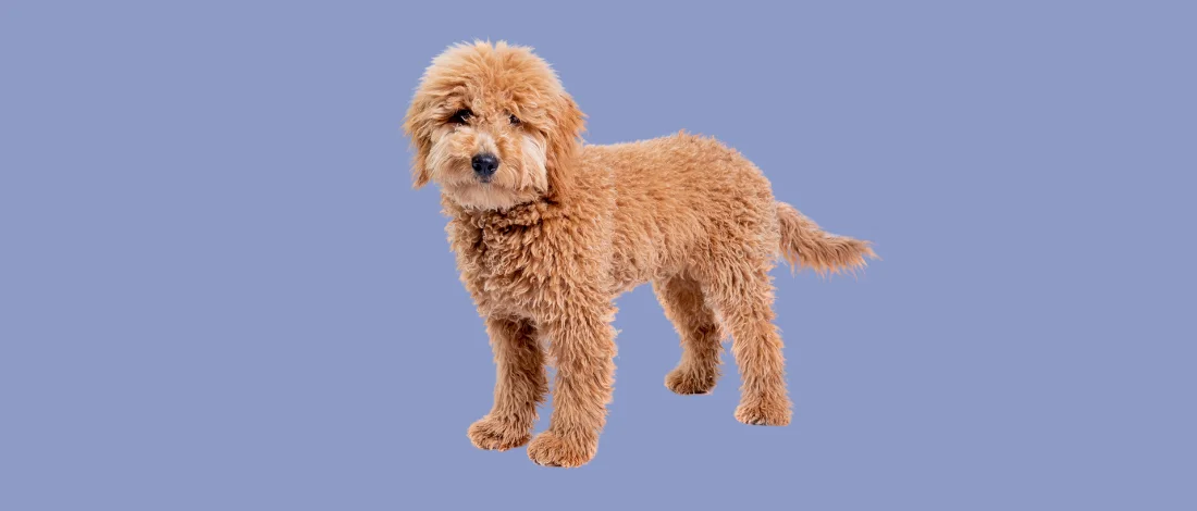 Labradoodle Dog breed Care and Family, Social Life, Physical ...