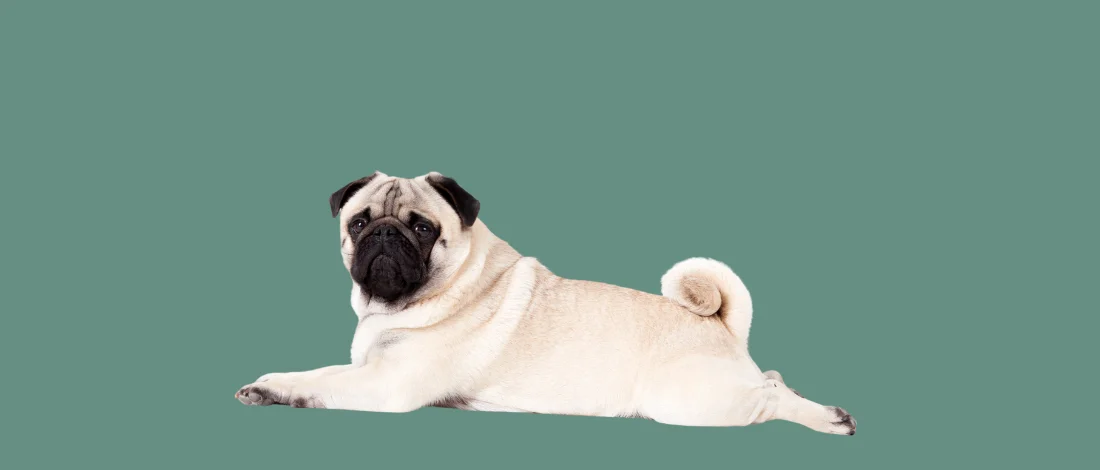 Pug Dog Breed Care and Family, Social Life, Physical Characteristics ...